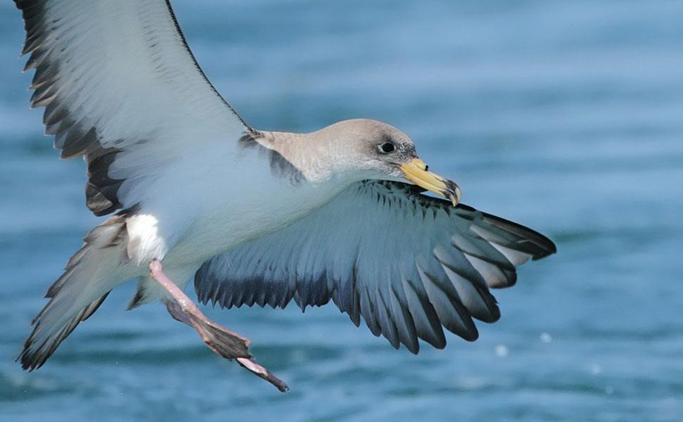 La berta, la sirena del mediterraneo | Lipu ODV
